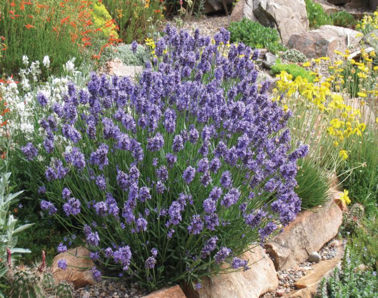 Lavanda - consejos de cultivo y decoración de jardines