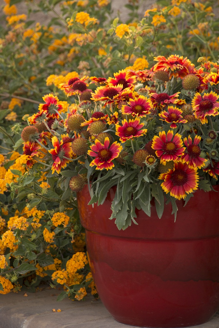 Como tener un jardín de flores – 10 opciones y consejos sobre su cultivo