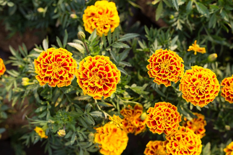 Flores De Verano
